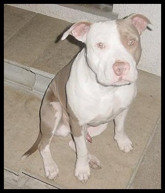 Iverson's Pits - "Iverson's Kanes Lil Stomper" pedigree