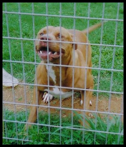 Iverson's Pits - "Diamond's Pedigree"