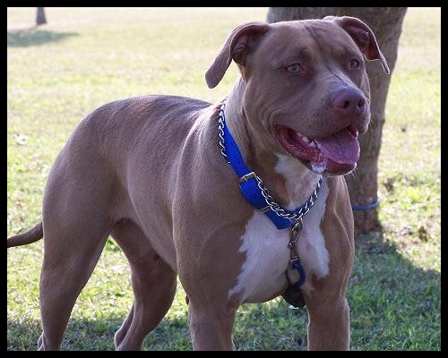 Iverson's Pits - "Diamond's Pedigree"