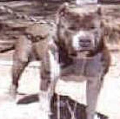 Iverson's Pits - "Diamond's Pedigree"