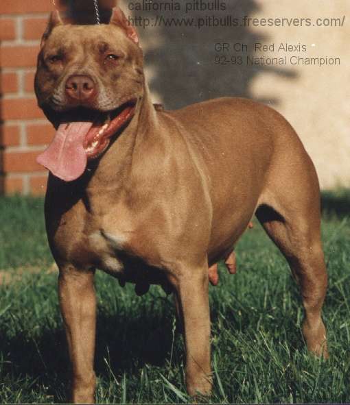 Iverson's Pitbulls - "Iverson's 'Phoenix Inferno' Pedigree"