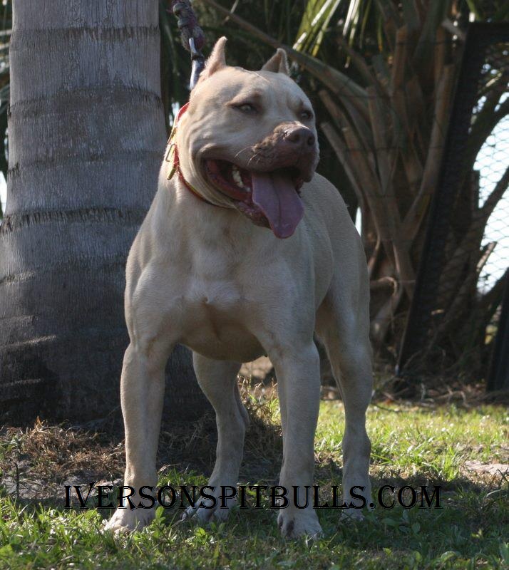 Iverson's Pitbulls - "King Tut II "Sandman" Pedigree"