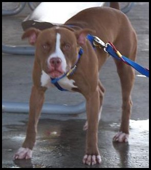 Iverson's Pits - "Diamond's Pedigree"