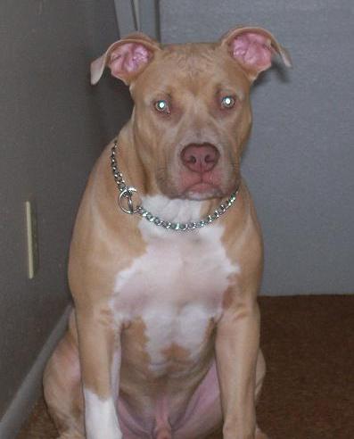 Iverson's Pits - "Iverson's Kanes Lil Stomper" pedigree