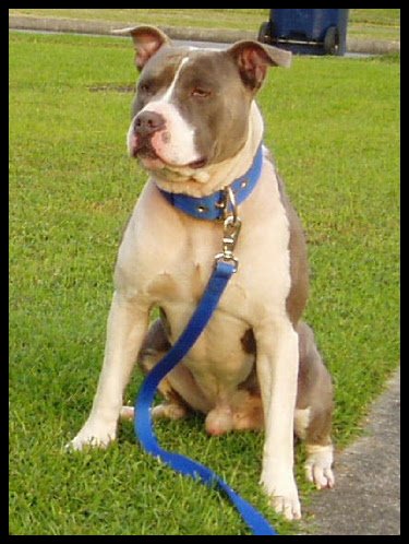 Iverson's Pits - "Diamond's Pedigree"